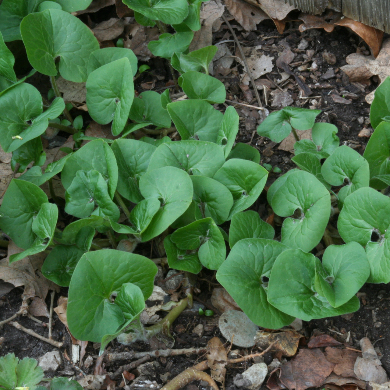 Asarum canadense (Wild Ginger)